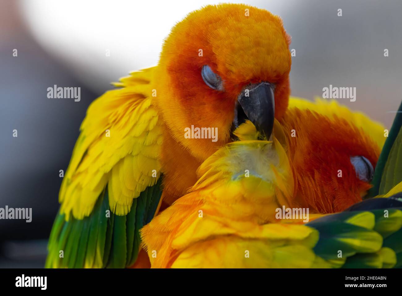 Sun Conures or Parakeets (Aratinga solstitialis) Cuddling Stock Photo ...