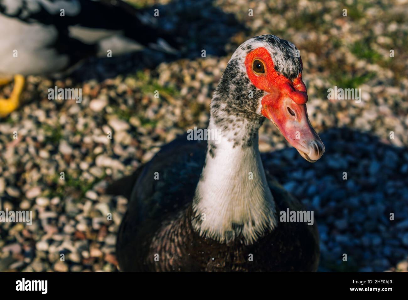 Close up wild Muscovy duck with white and black feather and red beak on ...