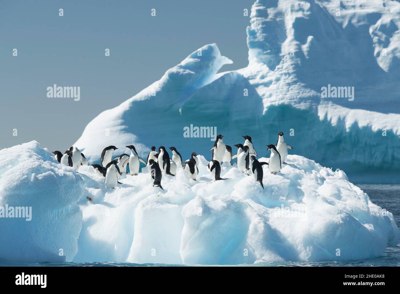 Stand on ice hi-res stock photography and images - Alamy