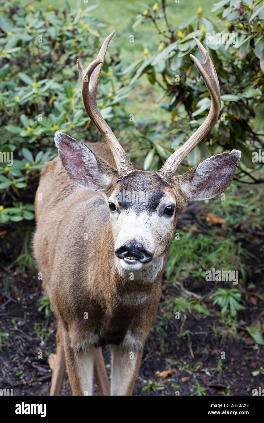 A buck up close, in Eugene, Oregon Stock Photo - Alamy