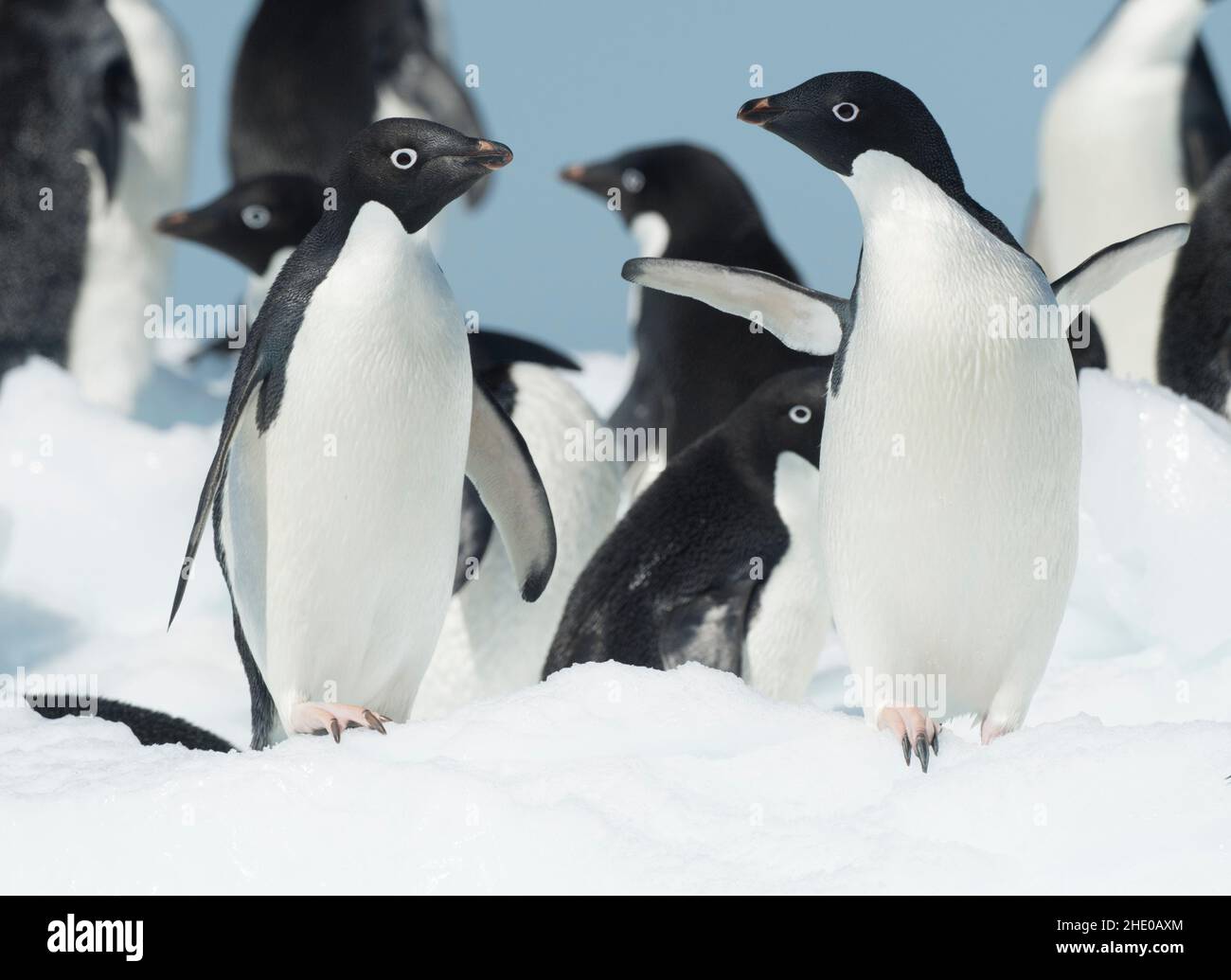 Stand on ice hi-res stock photography and images - Alamy