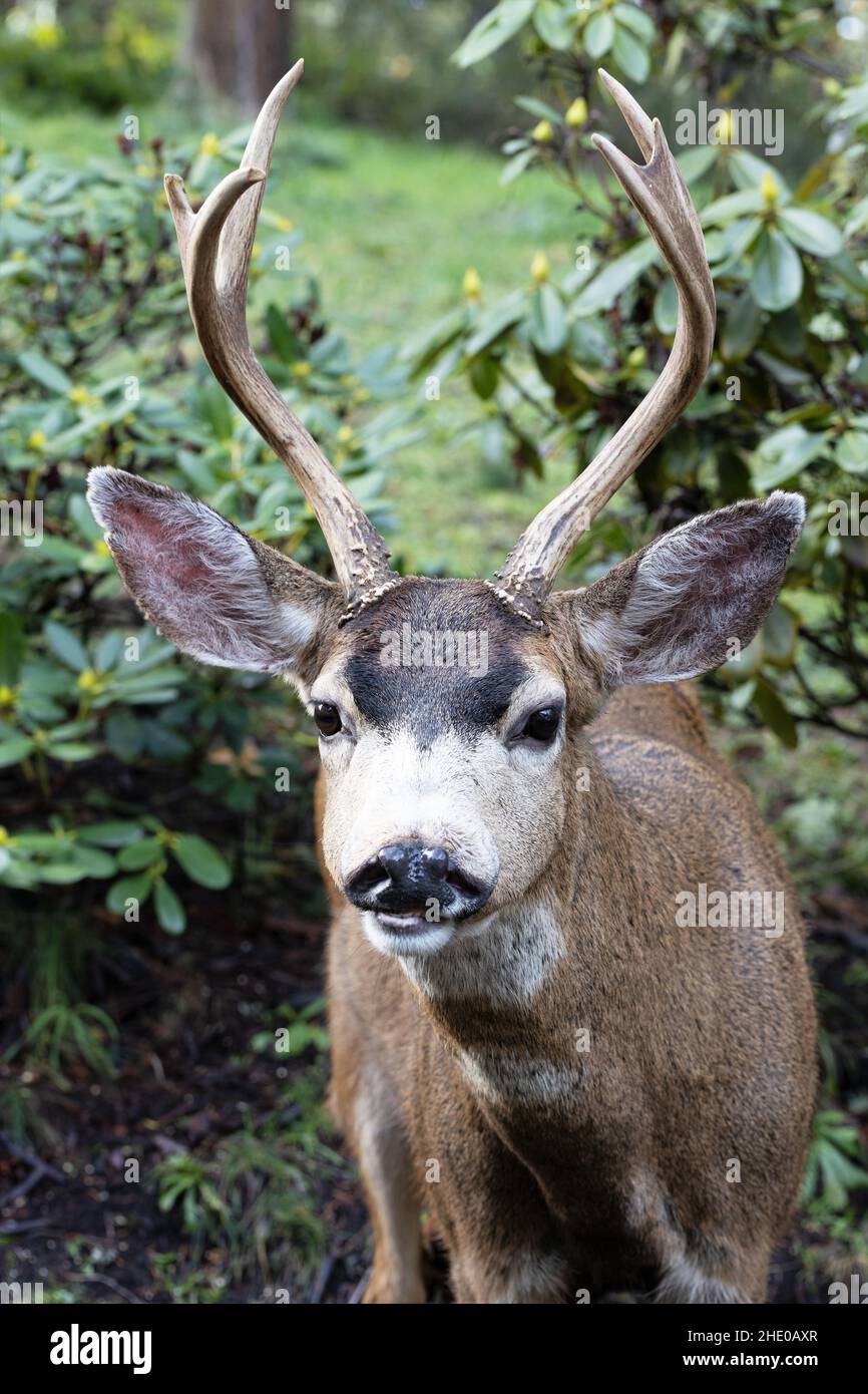 A buck up close, in Eugene, Oregon Stock Photo - Alamy