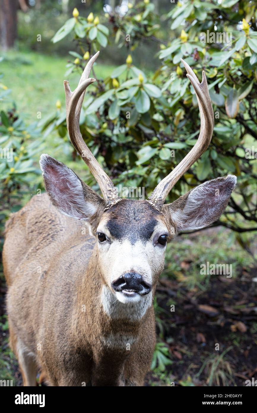 A buck up close, in Eugene, Oregon Stock Photo - Alamy