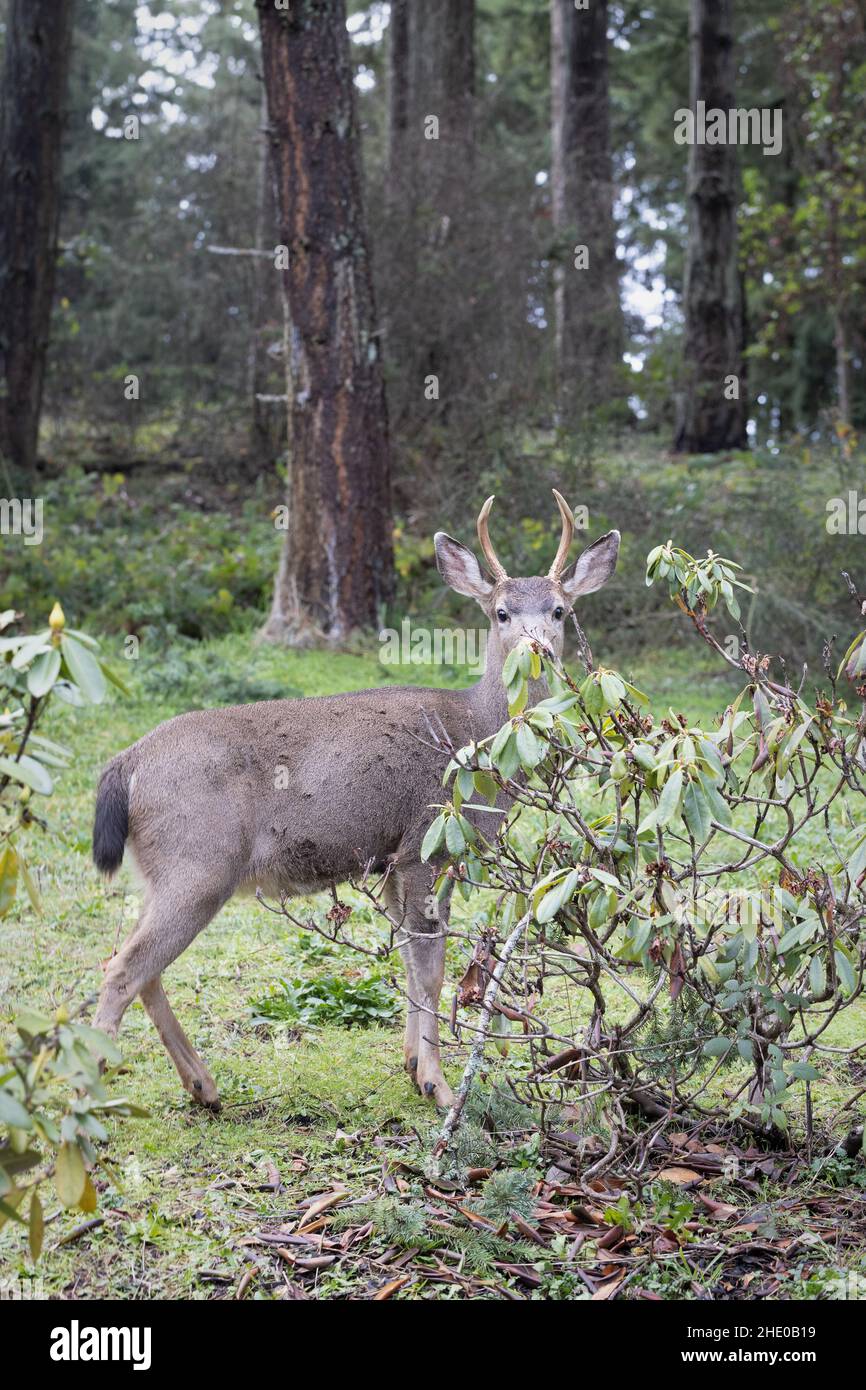 A buck up close, in Eugene, Oregon Stock Photo - Alamy