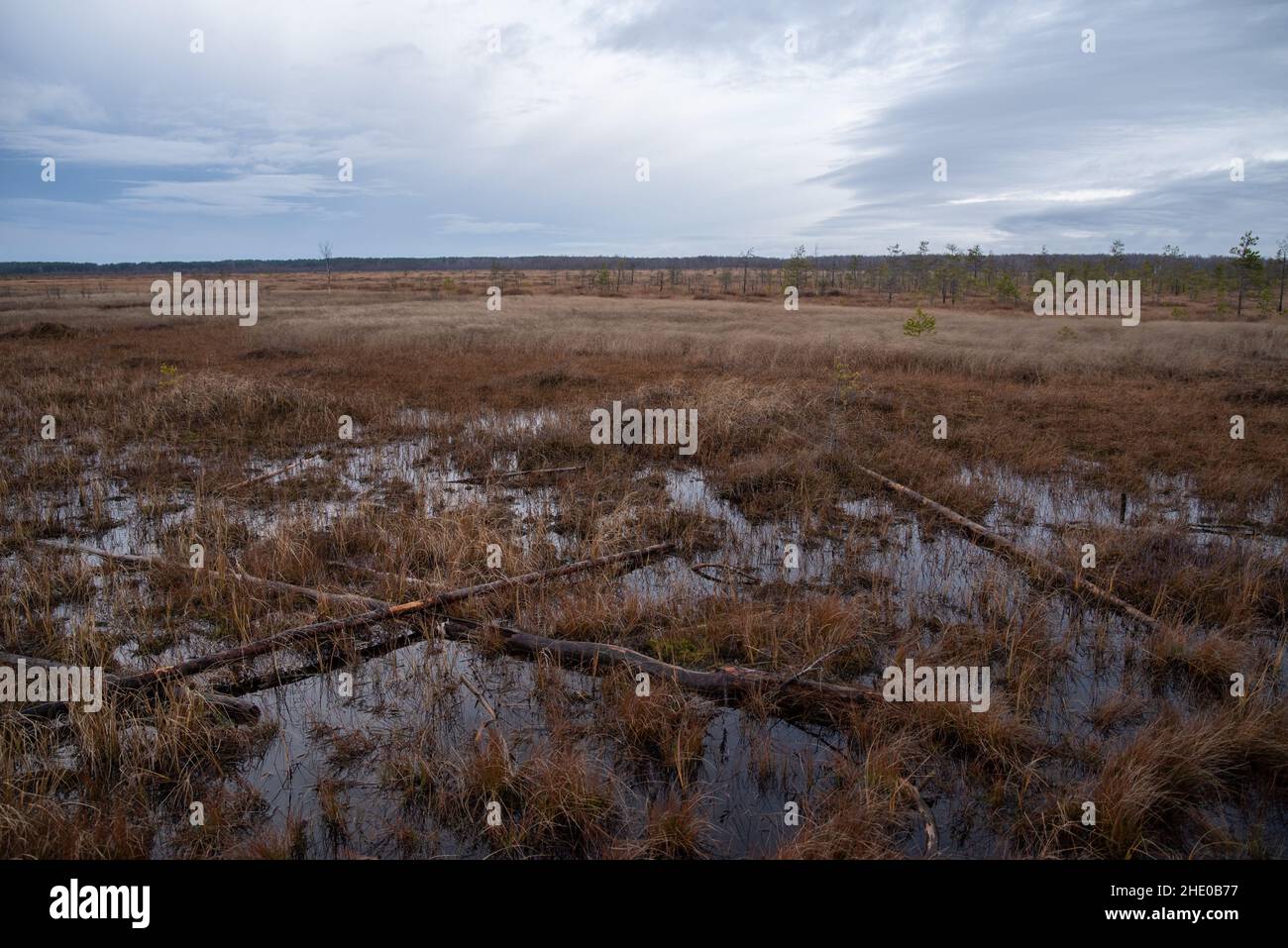 Territory of Sestroretsk swamp reserve. Saint-Petersburg. Russia Stock ...