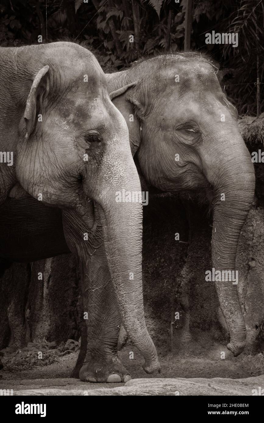 Vertical shot beautiful elephant hi-res stock photography and images ...