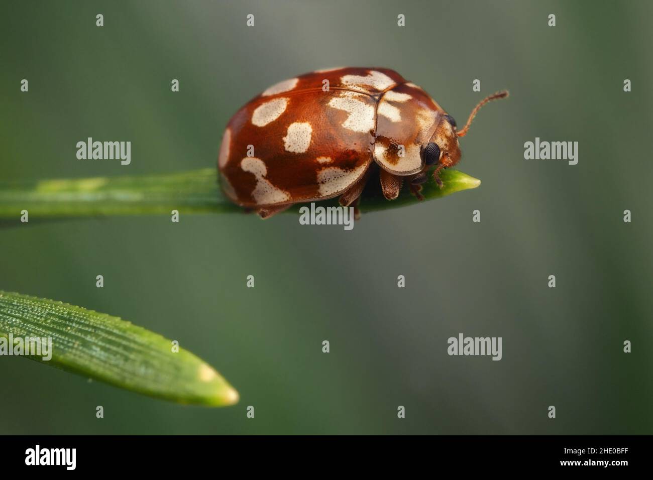 18-spot Ladybird (Myrrha octodecimguttata) resting on scots pine ...