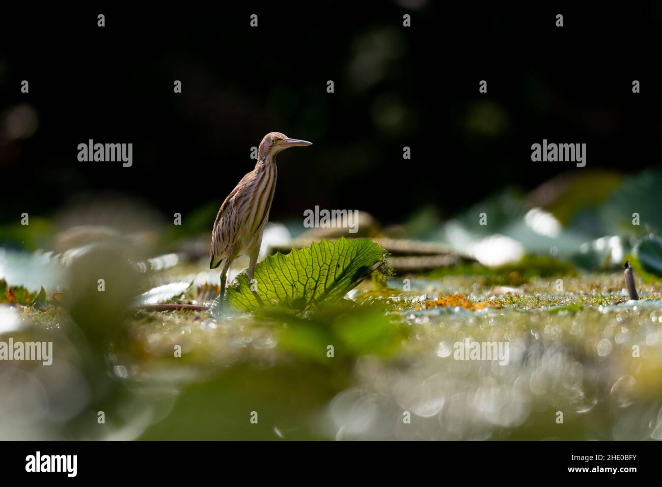 Yellow bittern bird on the leaves in a park Stock Photo - Alamy