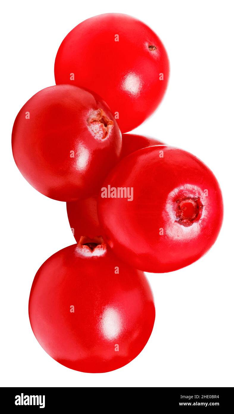 cranberry isolated on white background. Fresh cranberries with clipping ...