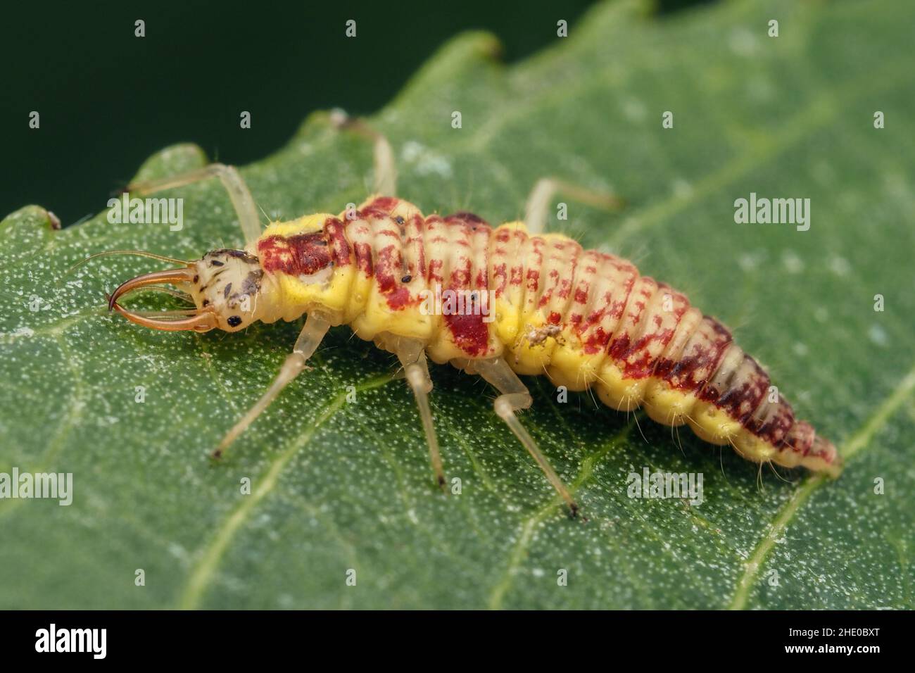 Lacewing larva at rest on leaf. Tipperary, Ireland Stock Photo - Alamy