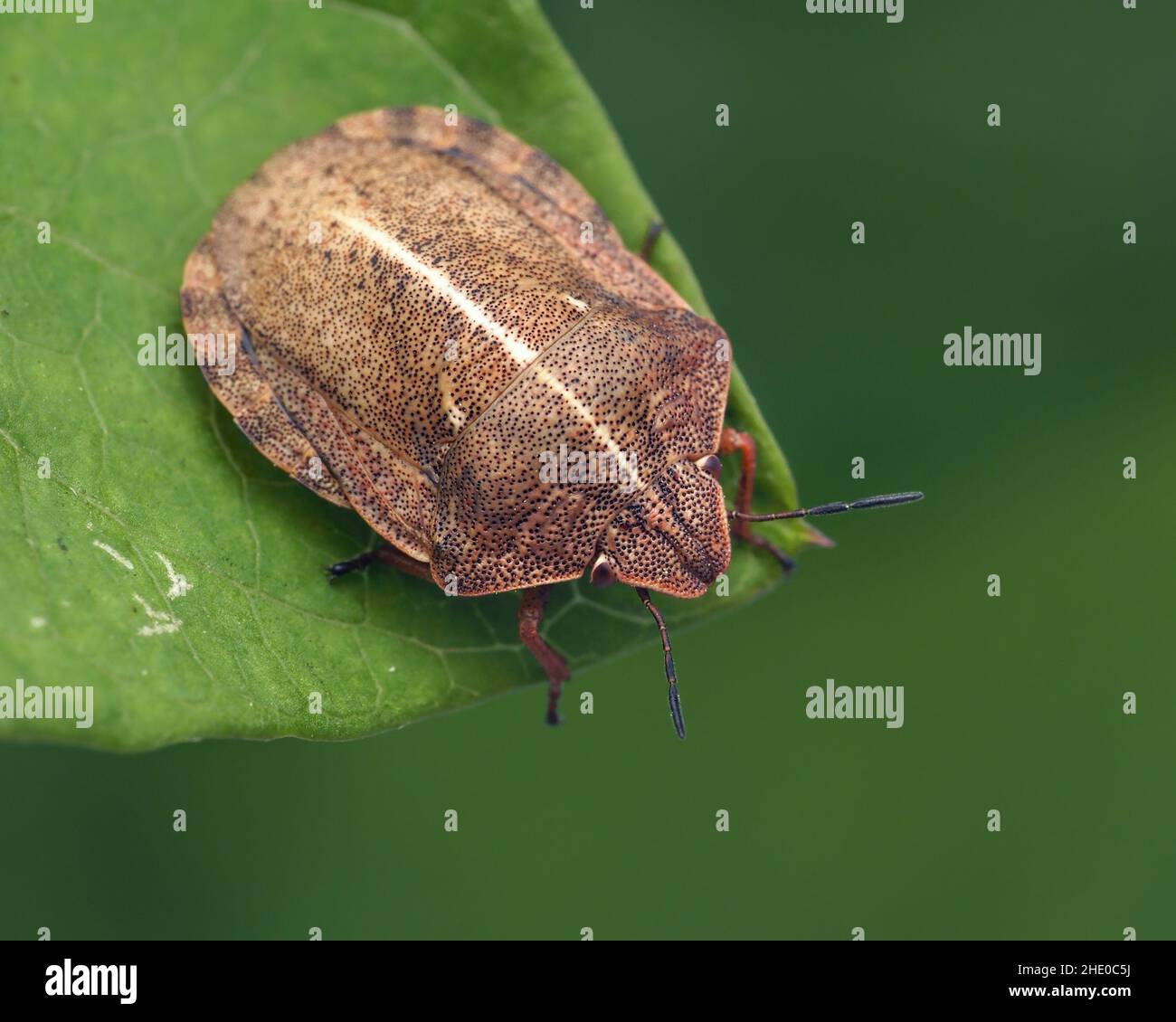 Tortoise Shieldbug (Eurygaster testudinaria) at rest on edge of leaf ...