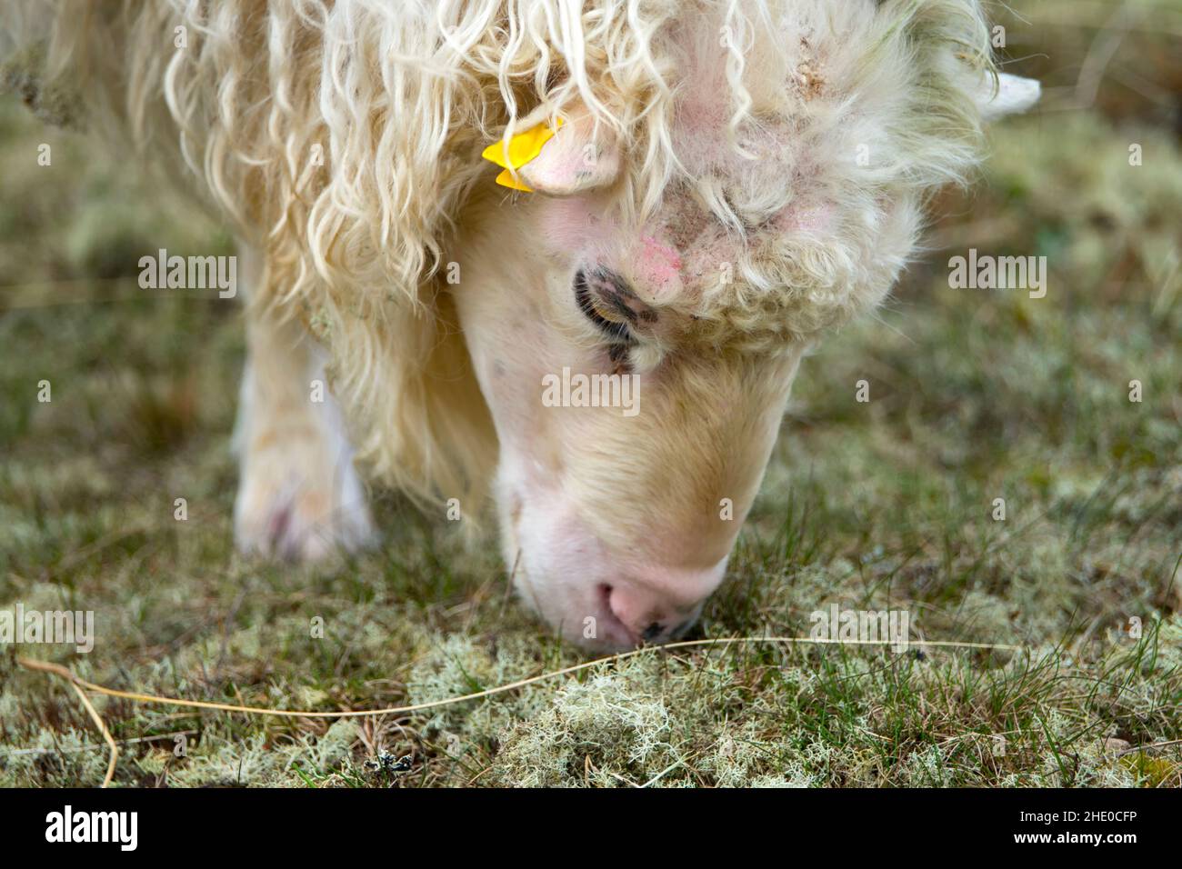Smelling grass hi-res stock photography and images - Alamy