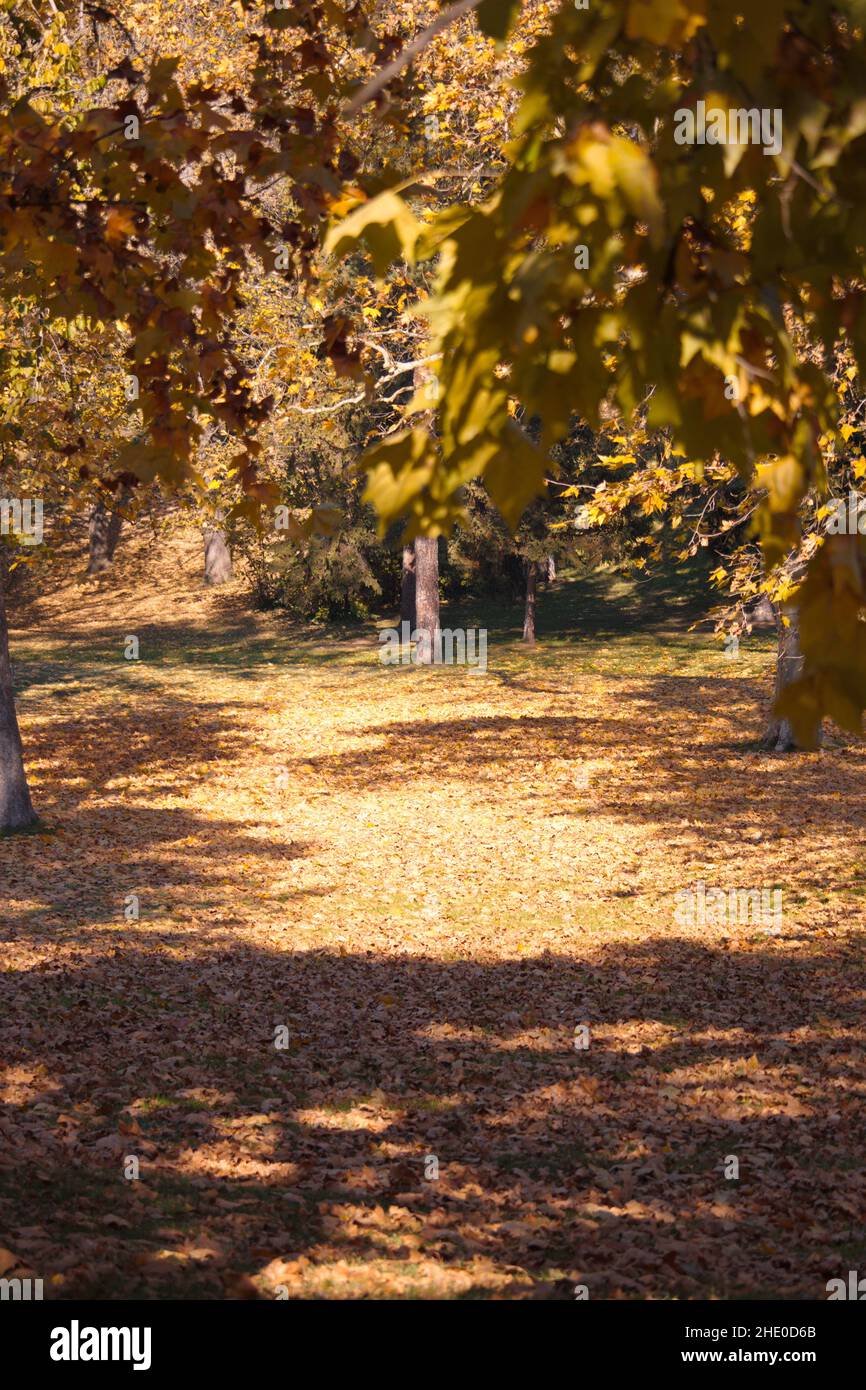 Vertical shot of trees with leaves on the ground Stock Photo - Alamy