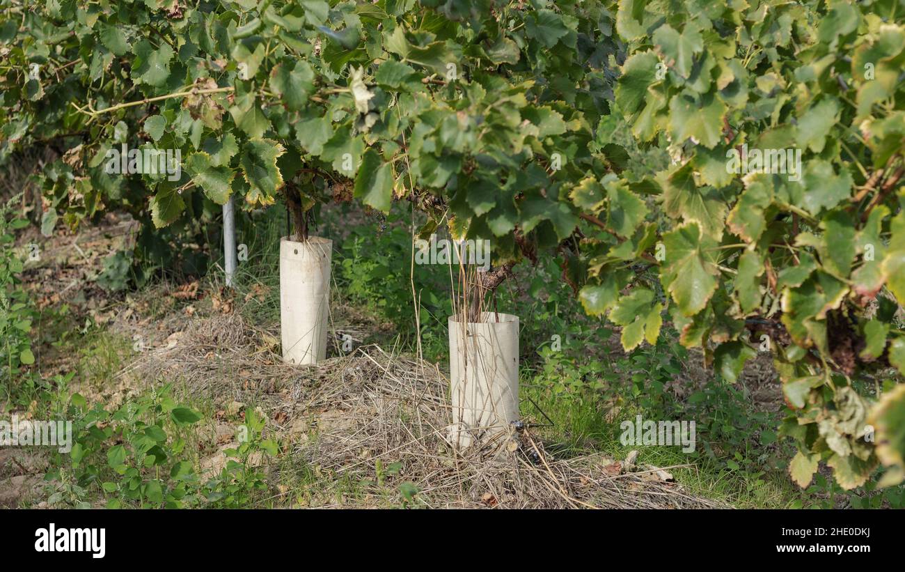 Close up of the base of vines in a row being protected from pests by ...