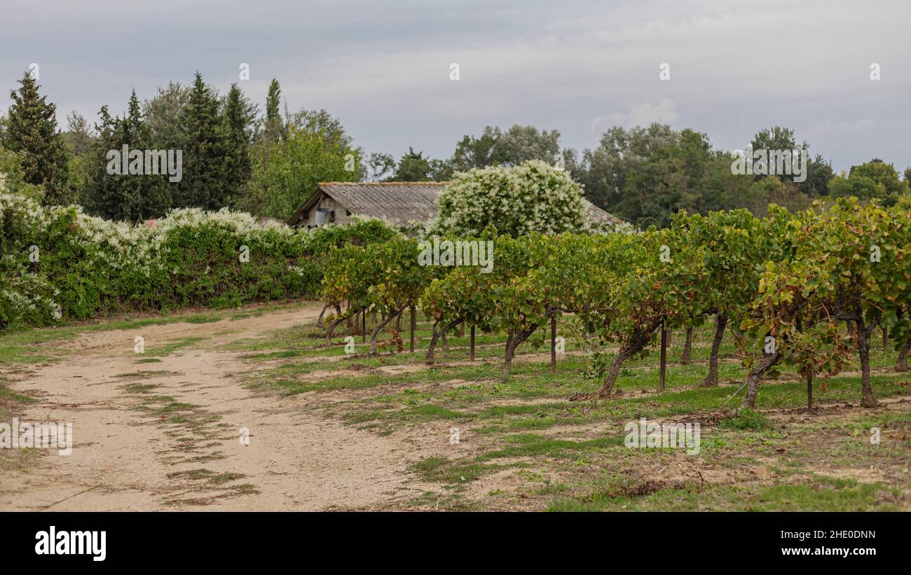 Grapes flowering landscape hi-res stock photography and images - Alamy