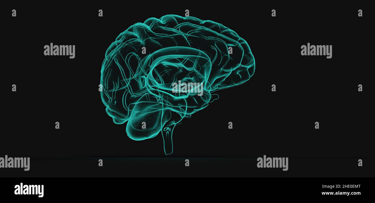A 3D illustration of an anatomical model of a human brain on the black ...