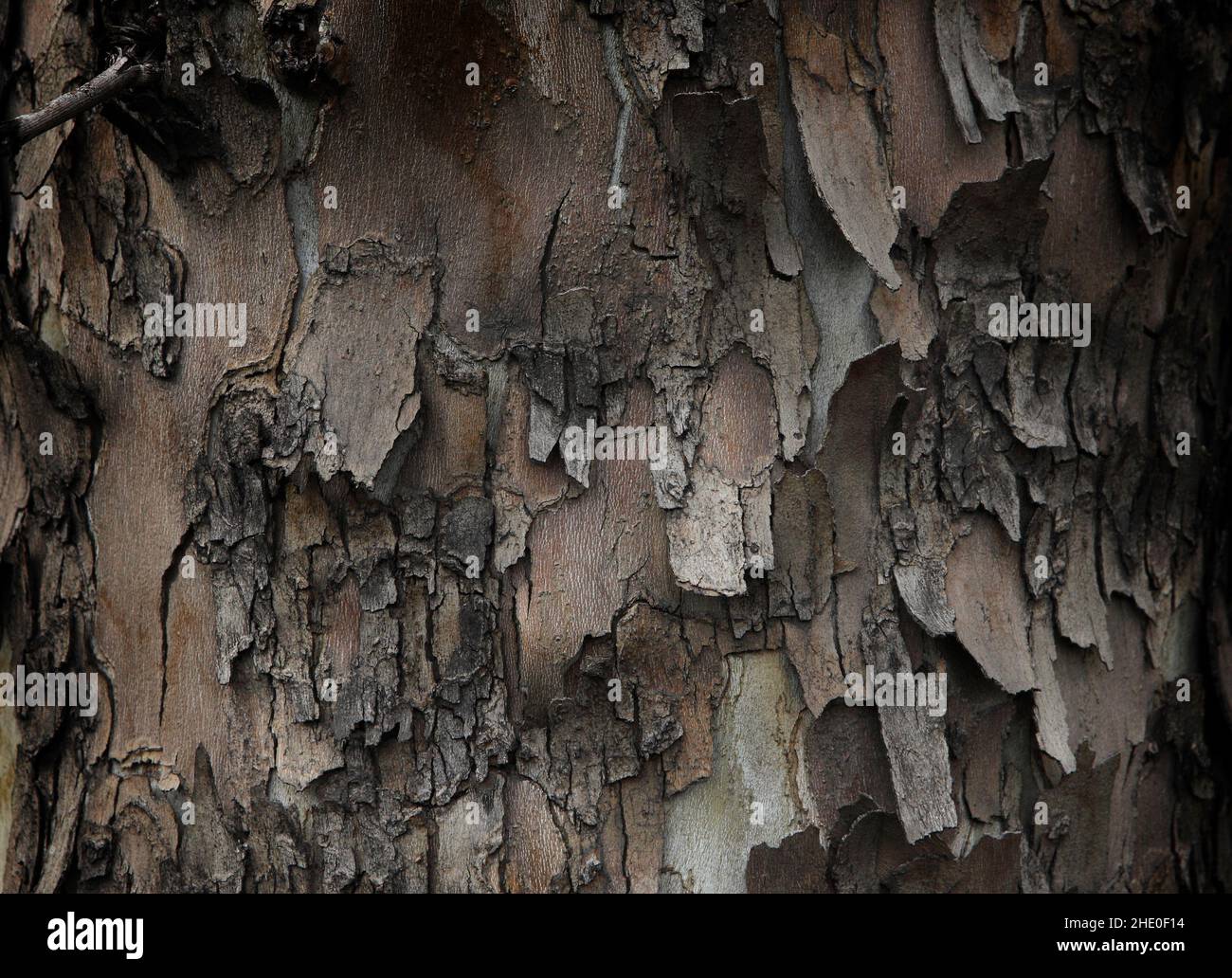 Close-up flaky bark of old mountain pine in Korea Stock Photo - Alamy