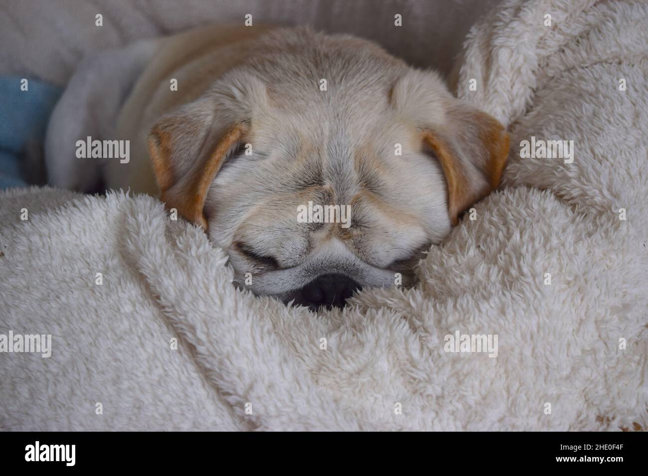 Pug face portrait outside hi-res stock photography and images - Alamy