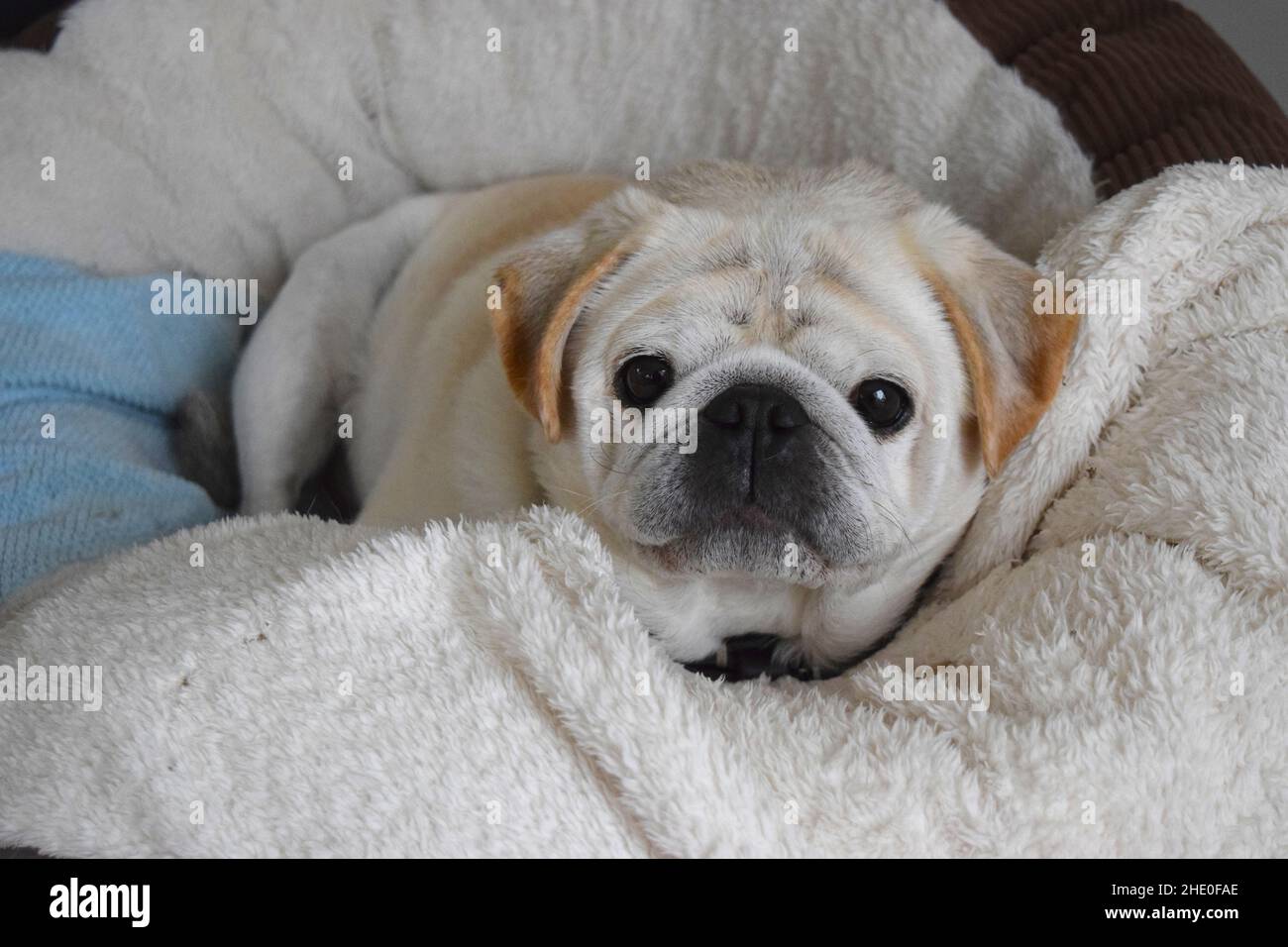 Funny white pug dog face Stock Photo - Alamy