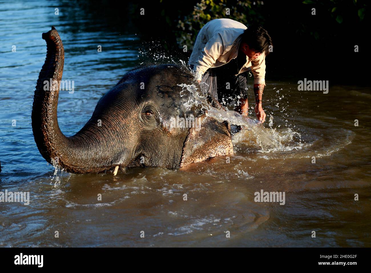 Bago, Myanmar. 7th Jan, 2022. An elephant keeper helps an elephant ...