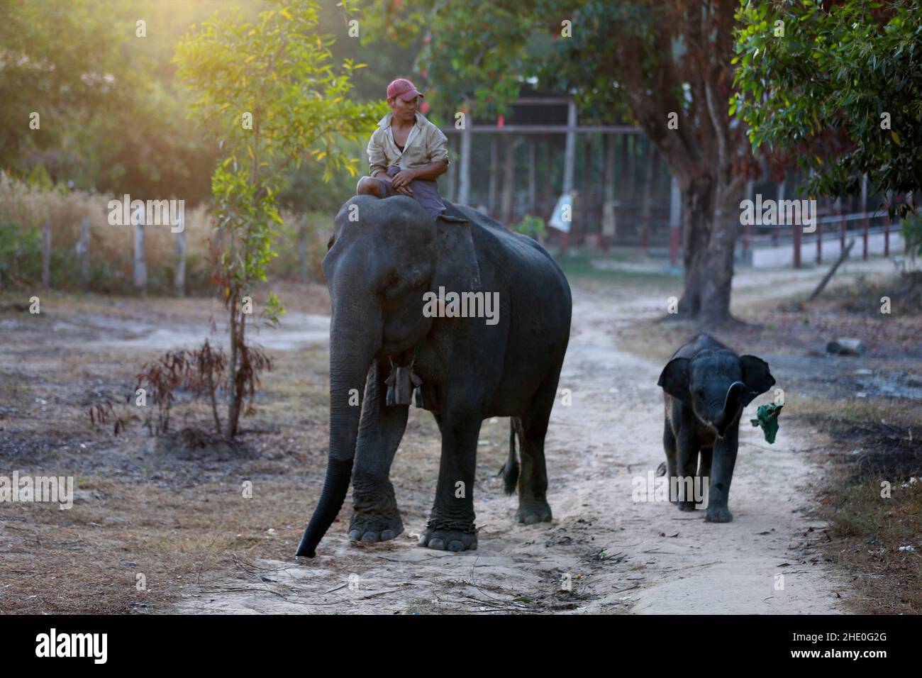Bago, Myanmar. 7th Jan, 2022. An elephant keeper rides on an elephant ...