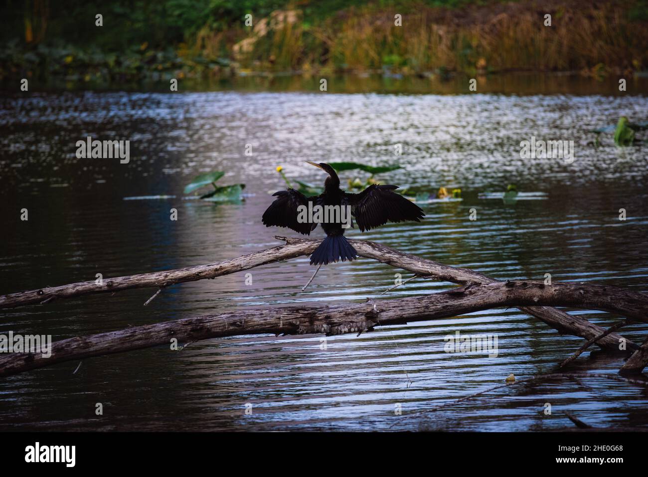 Raven from behind landing on a leafless branch of tree with a ...