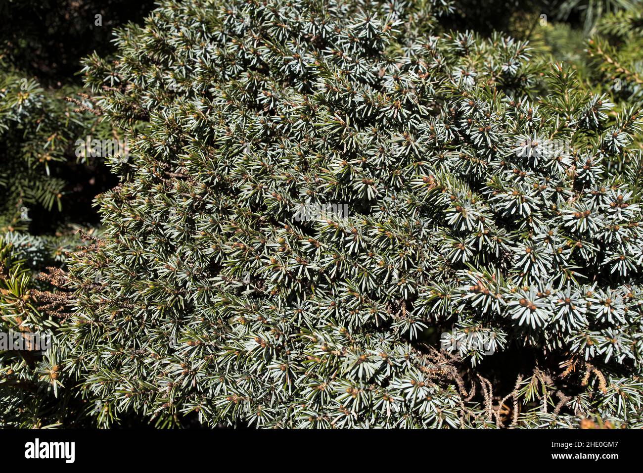 There are yew branches in good spring weather Stock Photo - Alamy
