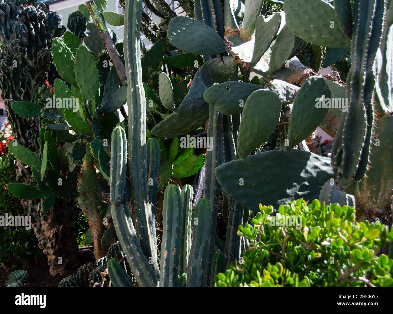 Types of cacti hi-res stock photography and images - Alamy