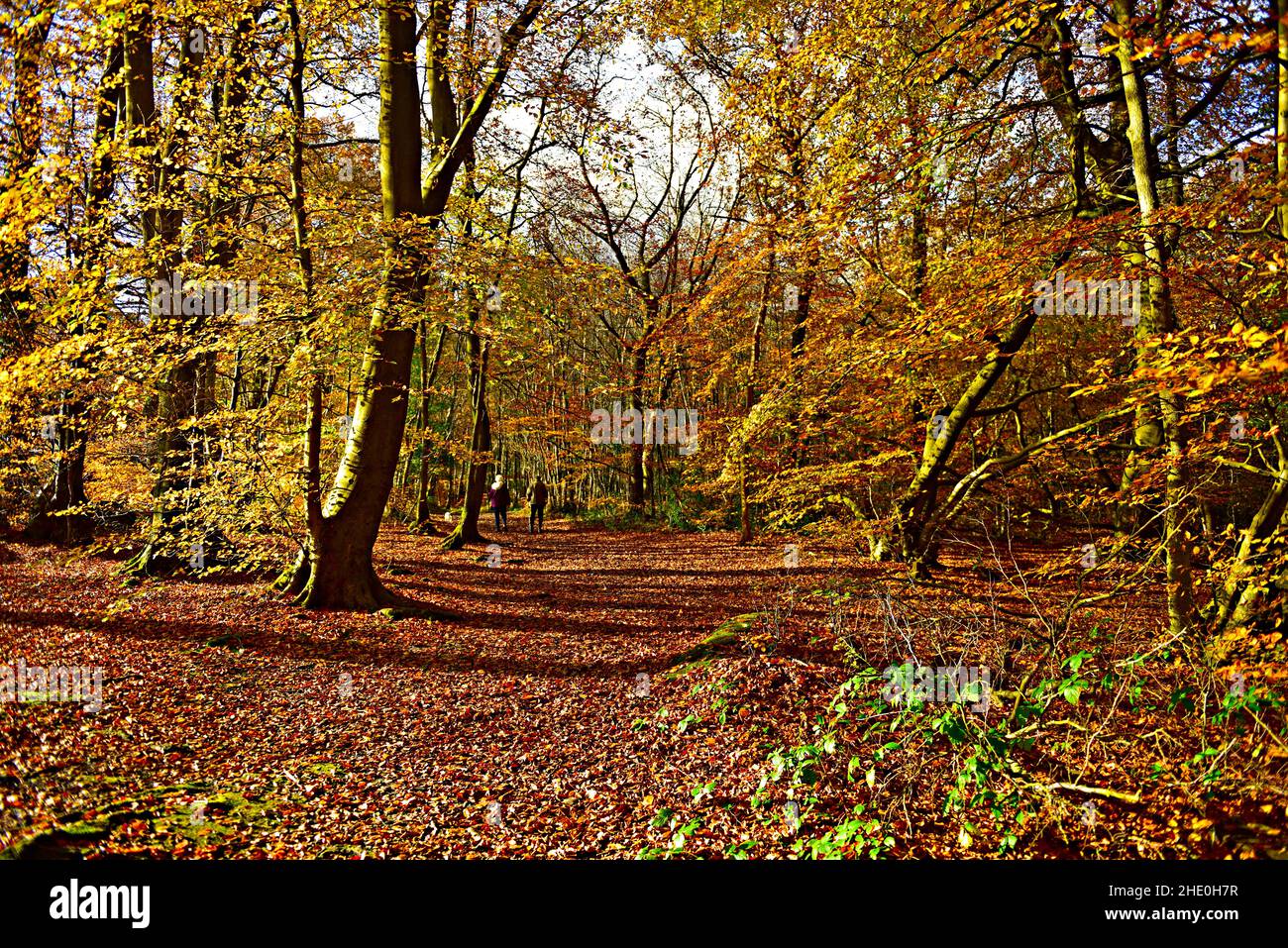 utumn colours in rural Kent, England, UK Stock Photo - Alamy