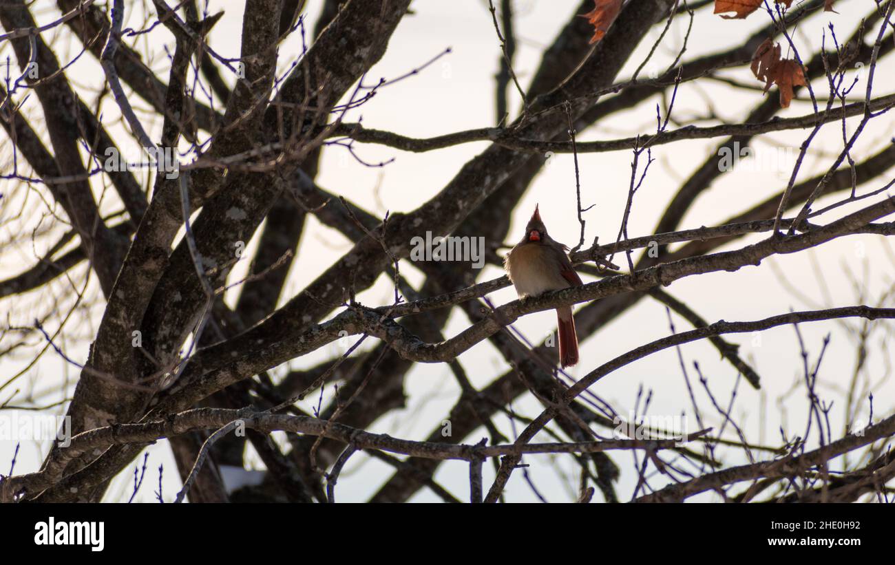 Cardinal bird silhouette hi-res stock photography and images - Alamy