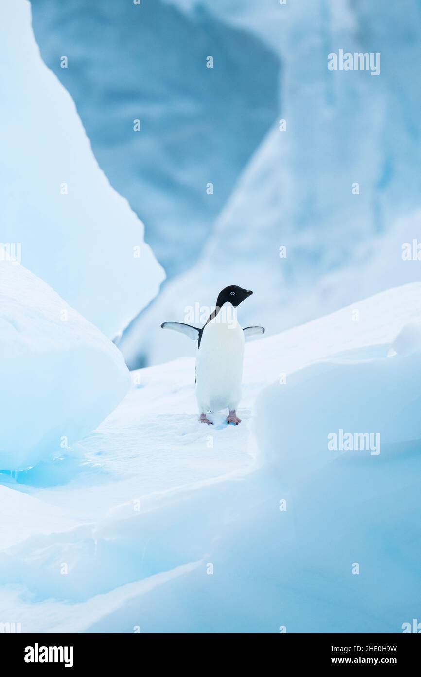 An adelie penguin floats on a blue iceberg off the coast of the ...