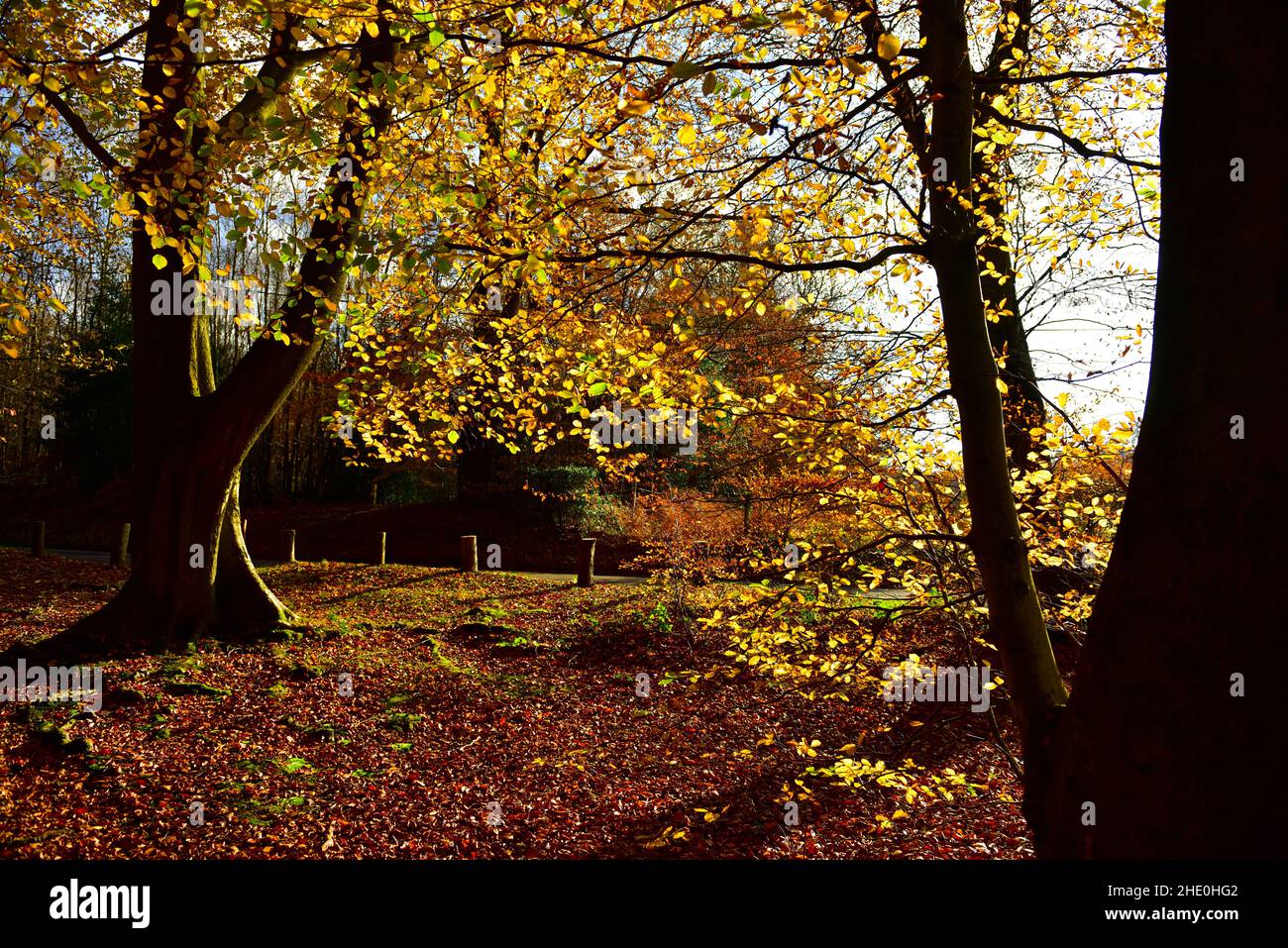 Autumn colours in rural Kent, England, UK Stock Photo - Alamy