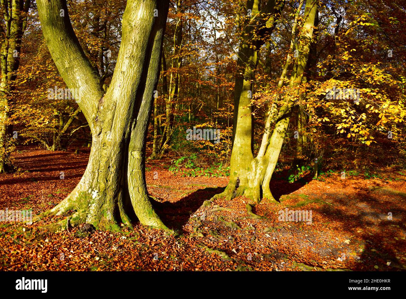 Autumn colours in rural Kent, England, UK Stock Photo - Alamy