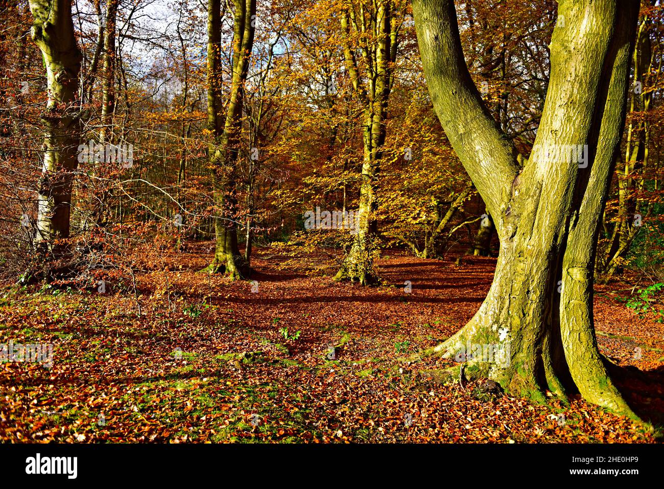 Autumn colours in rural Kent, England, UK Stock Photo - Alamy