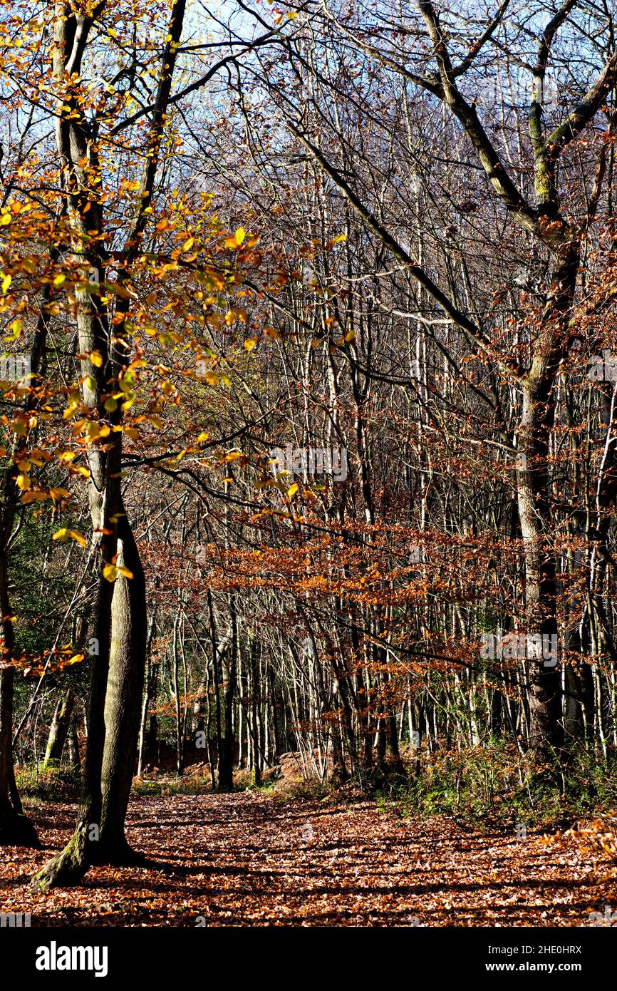 Autumn colours in rural Kent, England, UK Stock Photo - Alamy