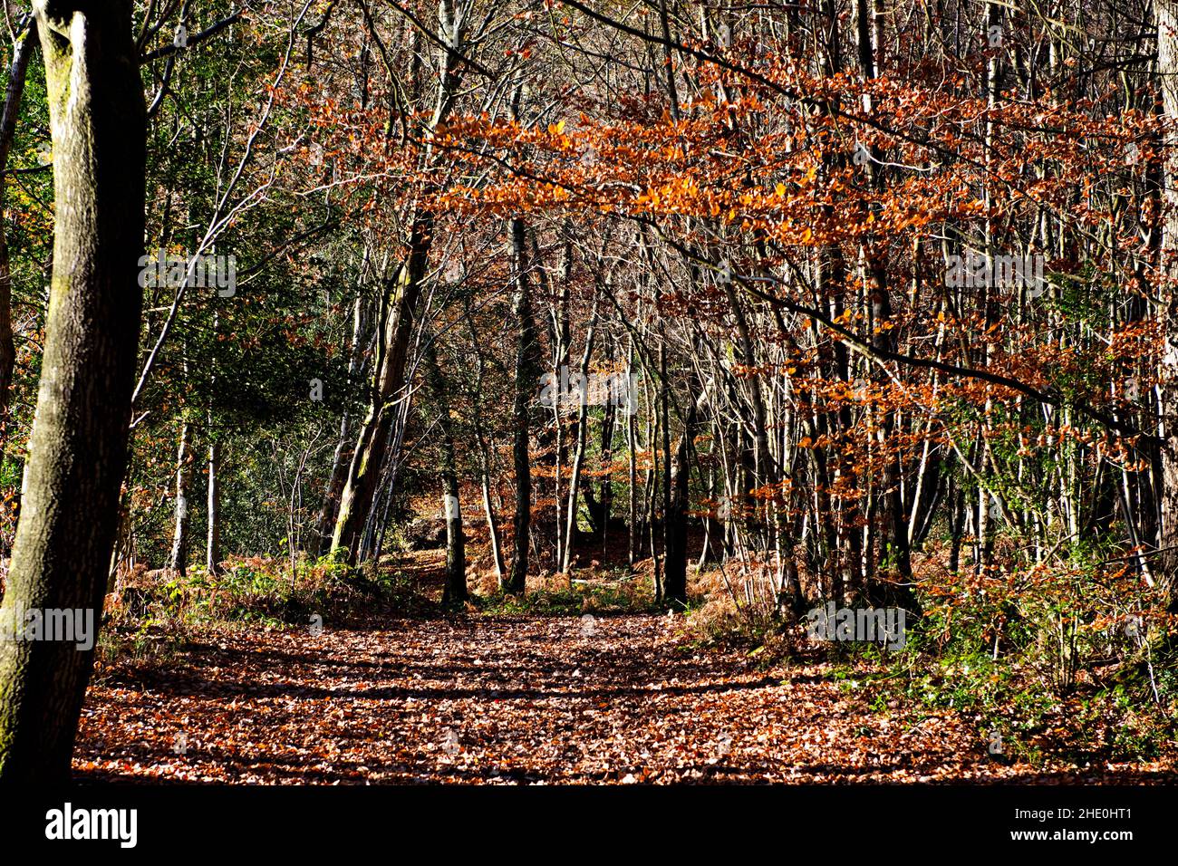 Autumn colours in rural Kent, England, UK Stock Photo - Alamy