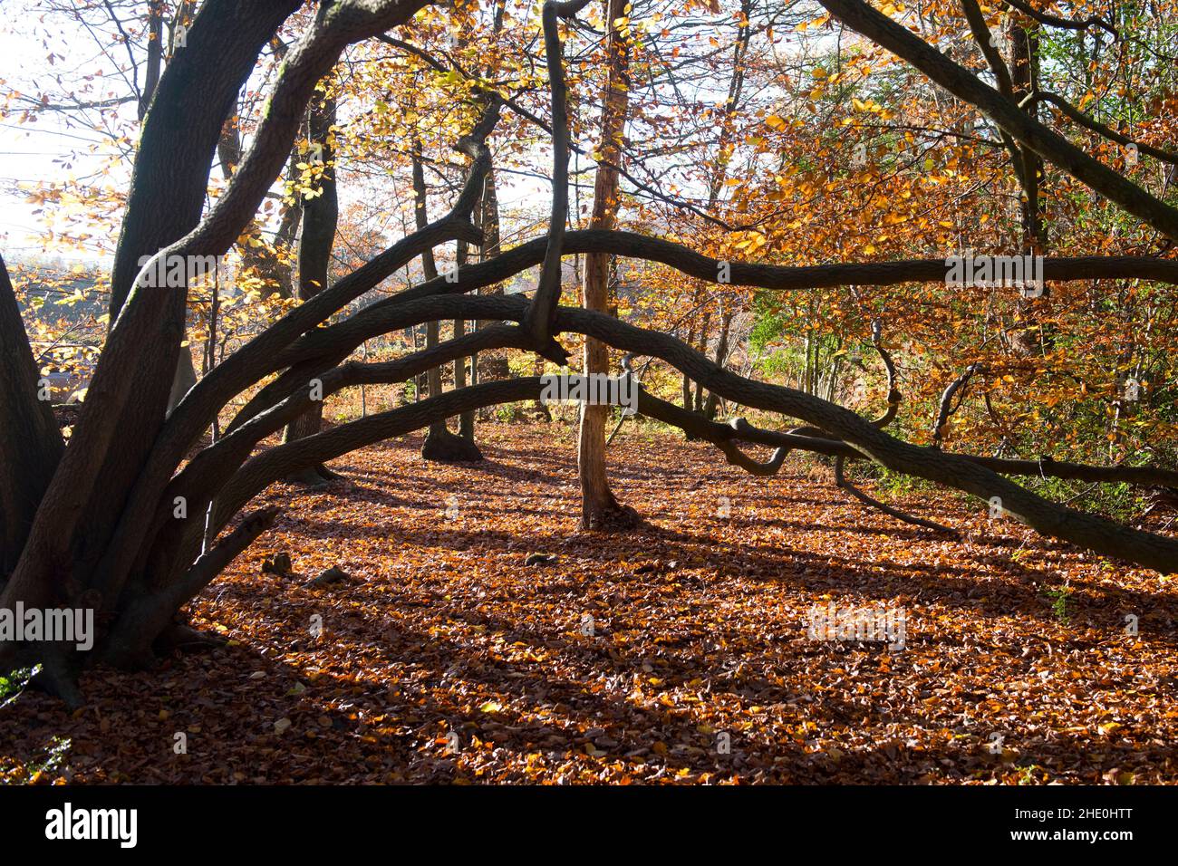 Autumn colours in rural Kent, England, UK Stock Photo - Alamy