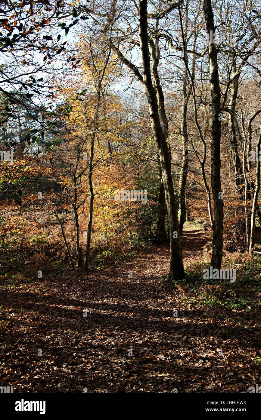 Autumn colours in rural Kent, England, UK Stock Photo - Alamy