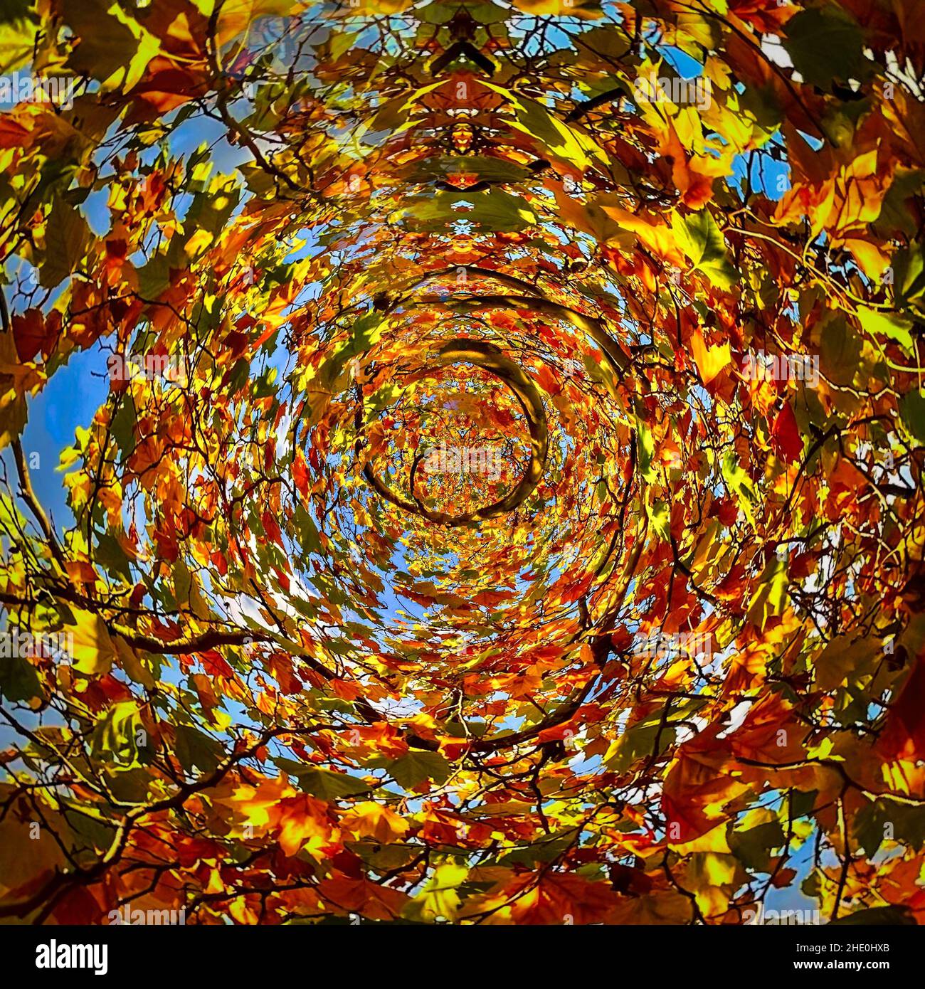 Gold leaves autumn hi-res stock photography and images - Alamy