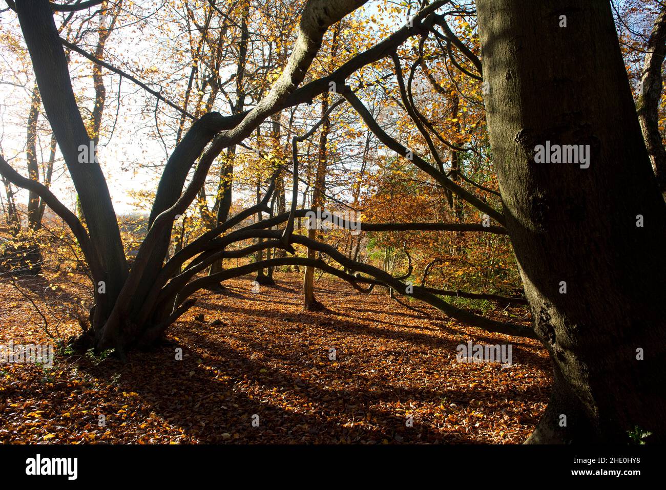 Autumn colours in rural Kent, England, UK Stock Photo - Alamy