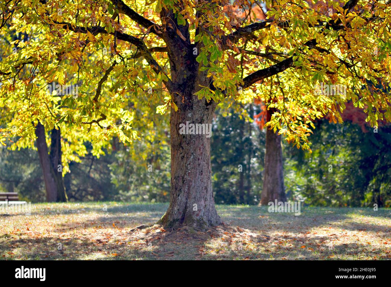 Beautiful tree in a park hi-res stock photography and images - Alamy