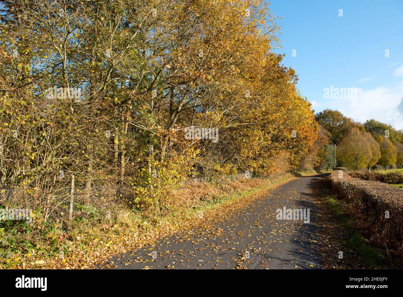Autumn colours in rural Kent, England, UK Stock Photo - Alamy