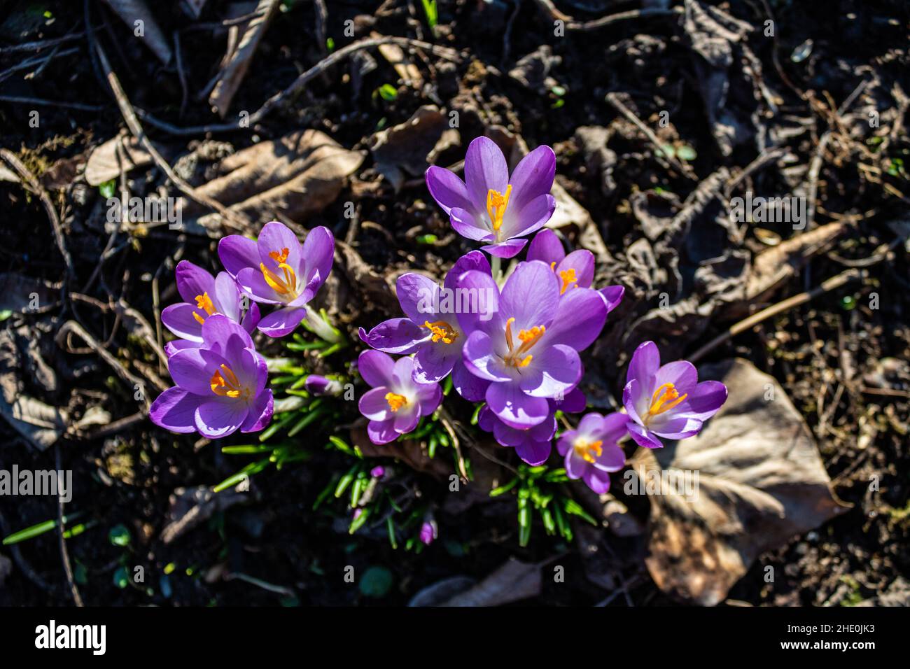 Top view of blooming purple crocuses (Crocus vernus) on a forest floor ...