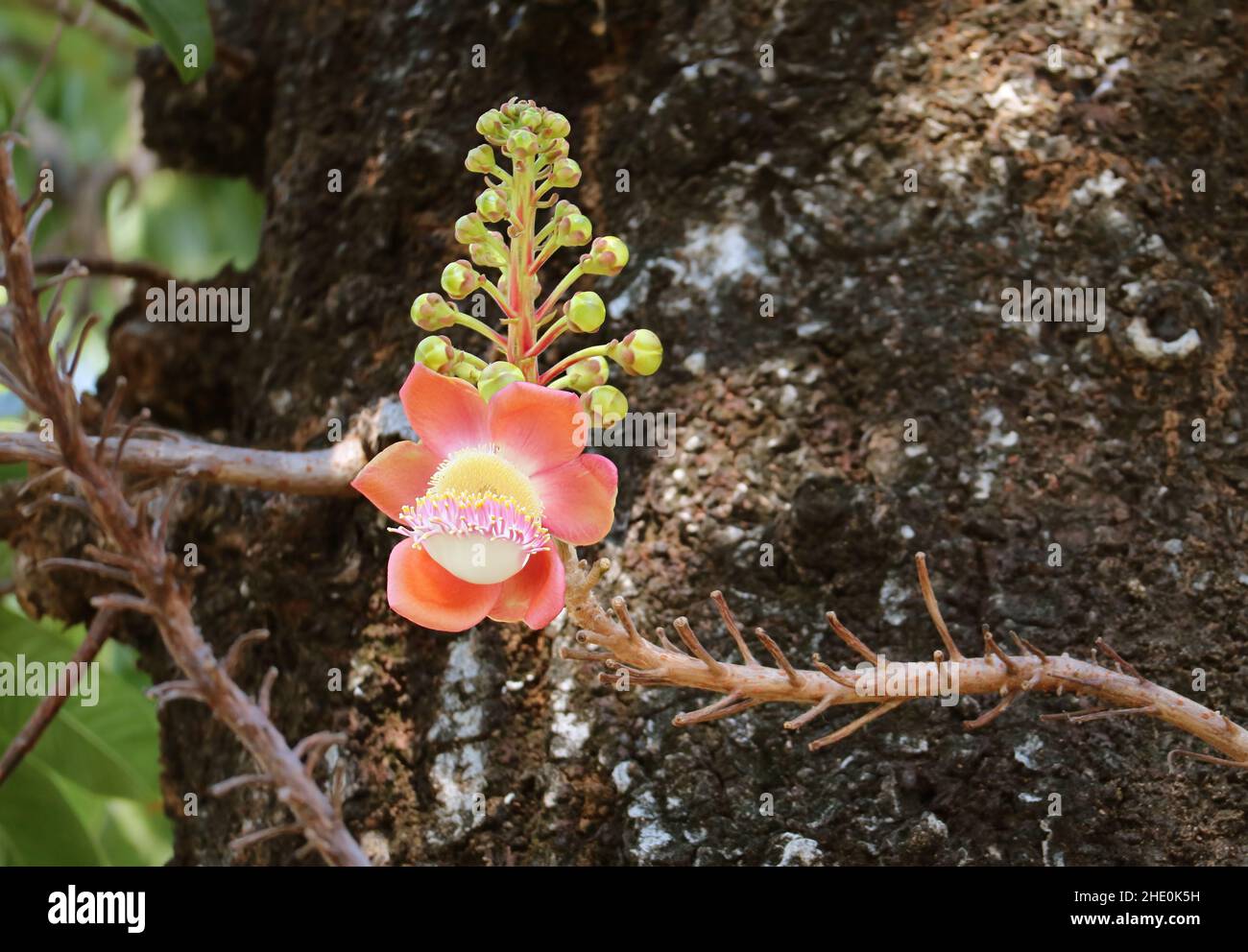 Closeup of a Gorgeous Shorea Robusta or Sal Flower Blooming on the Tree ...