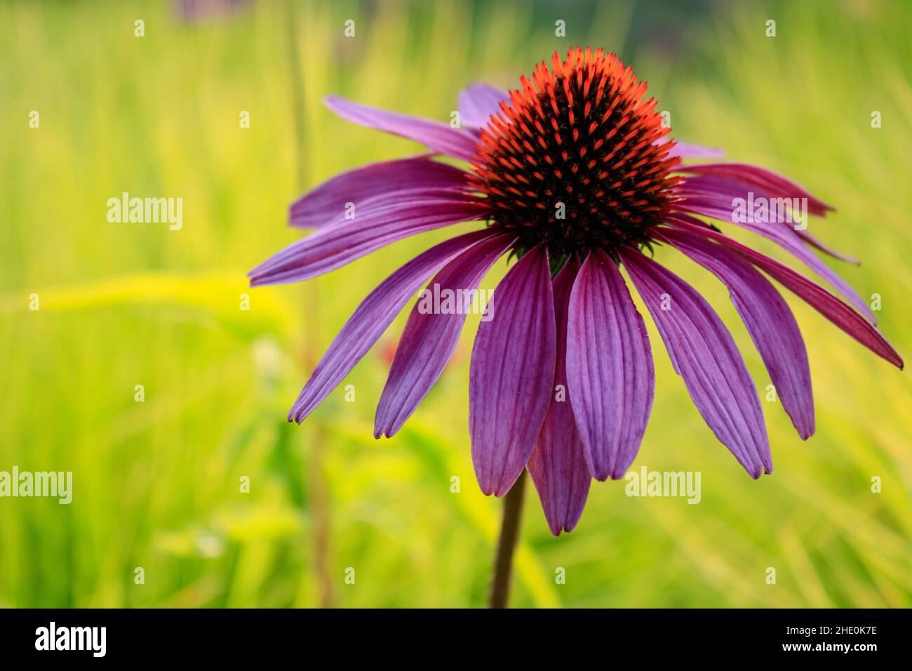 Close up of Eastern purple coneflower (Echinacea purpurea) against ...