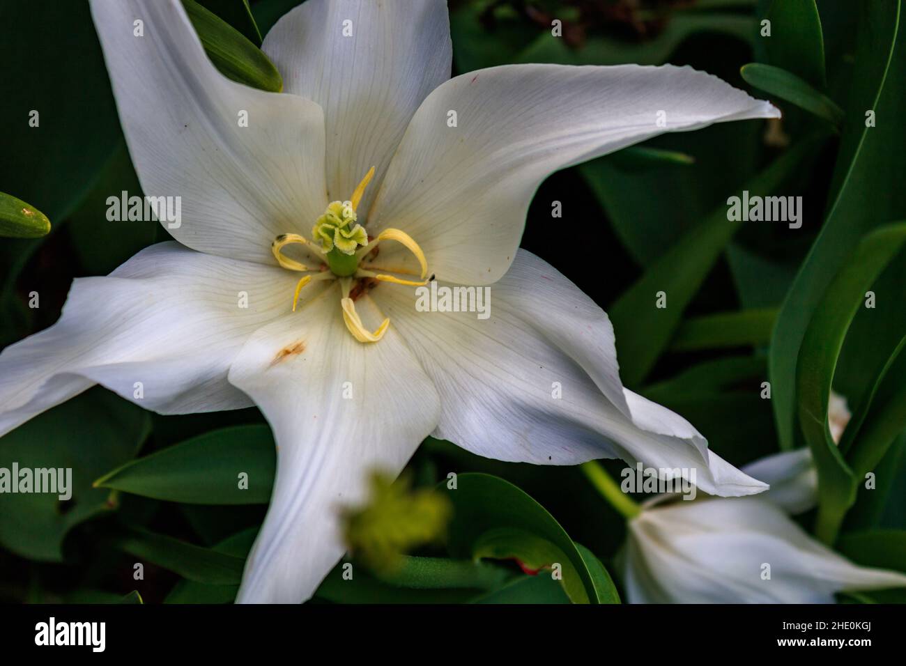 White lily lilium candidum flowers hi-res stock photography and images ...