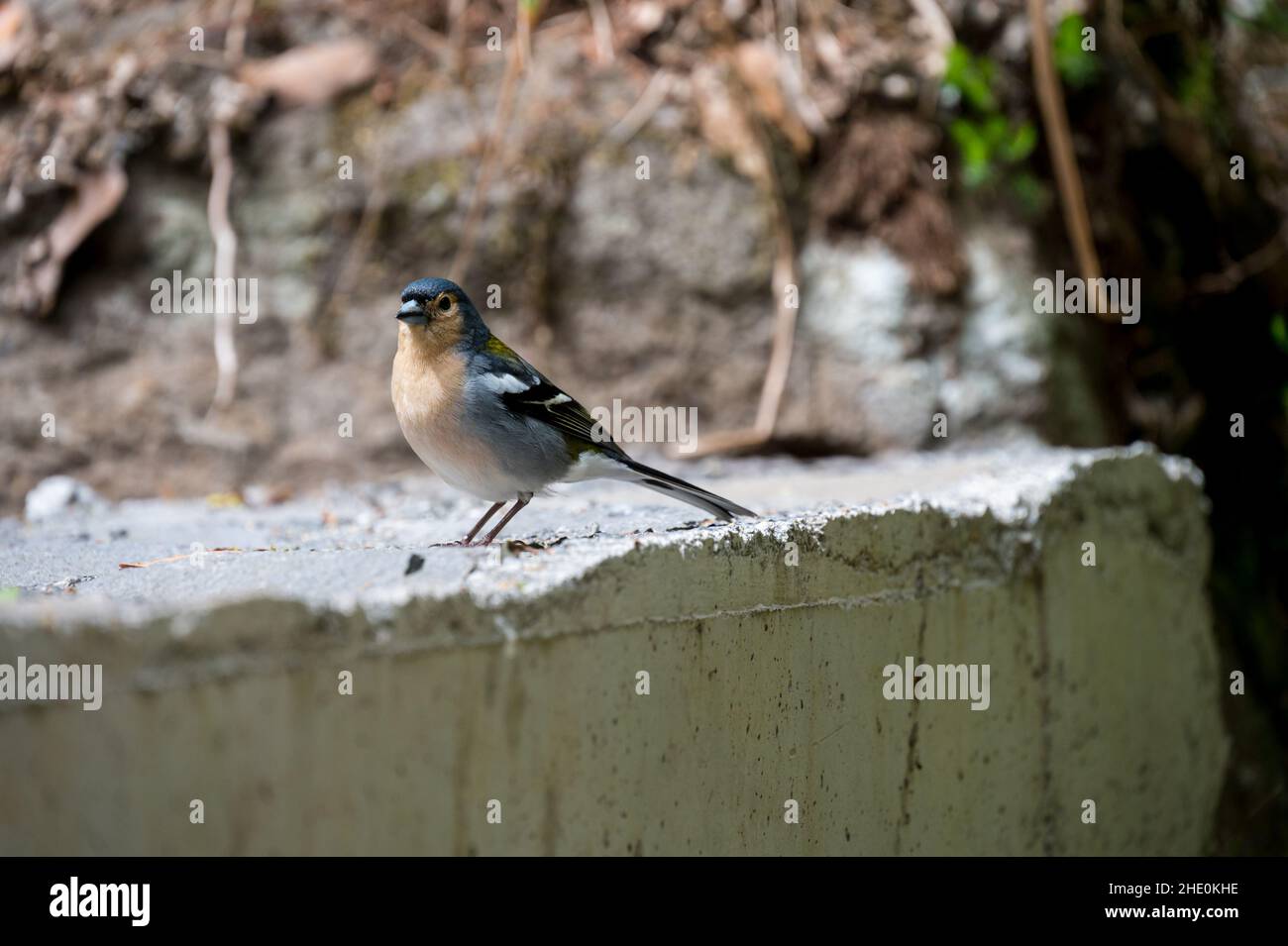A cute Madeiran chaffinch Fringilla coelebs maderensis sitting Stock ...