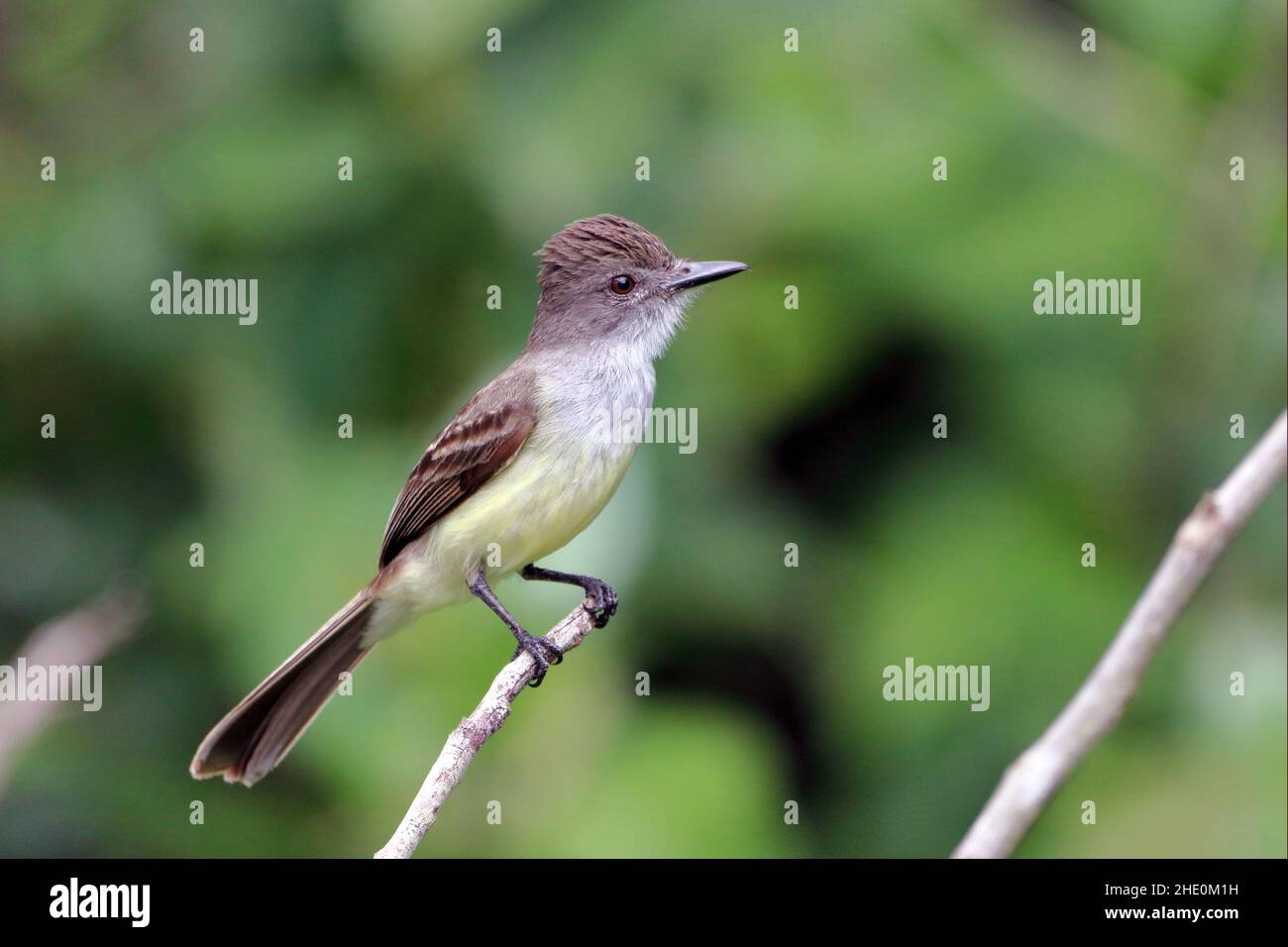 Short-crested Flycatcher (Myiarchus ferox) perched on a branch under a ...