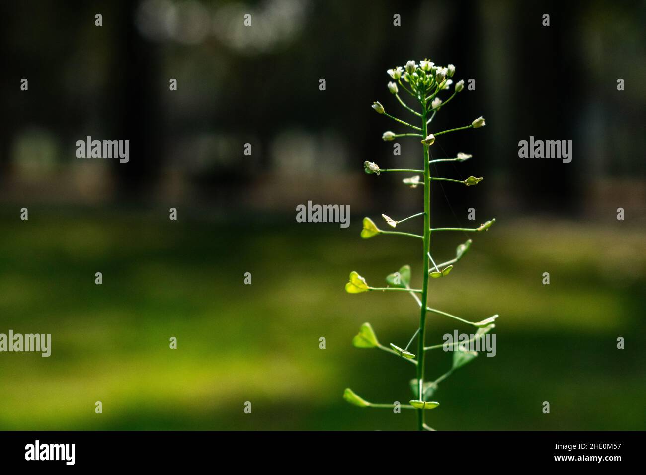 Soft focus of a shepherd's purse plant with tiny white flowers at a ...