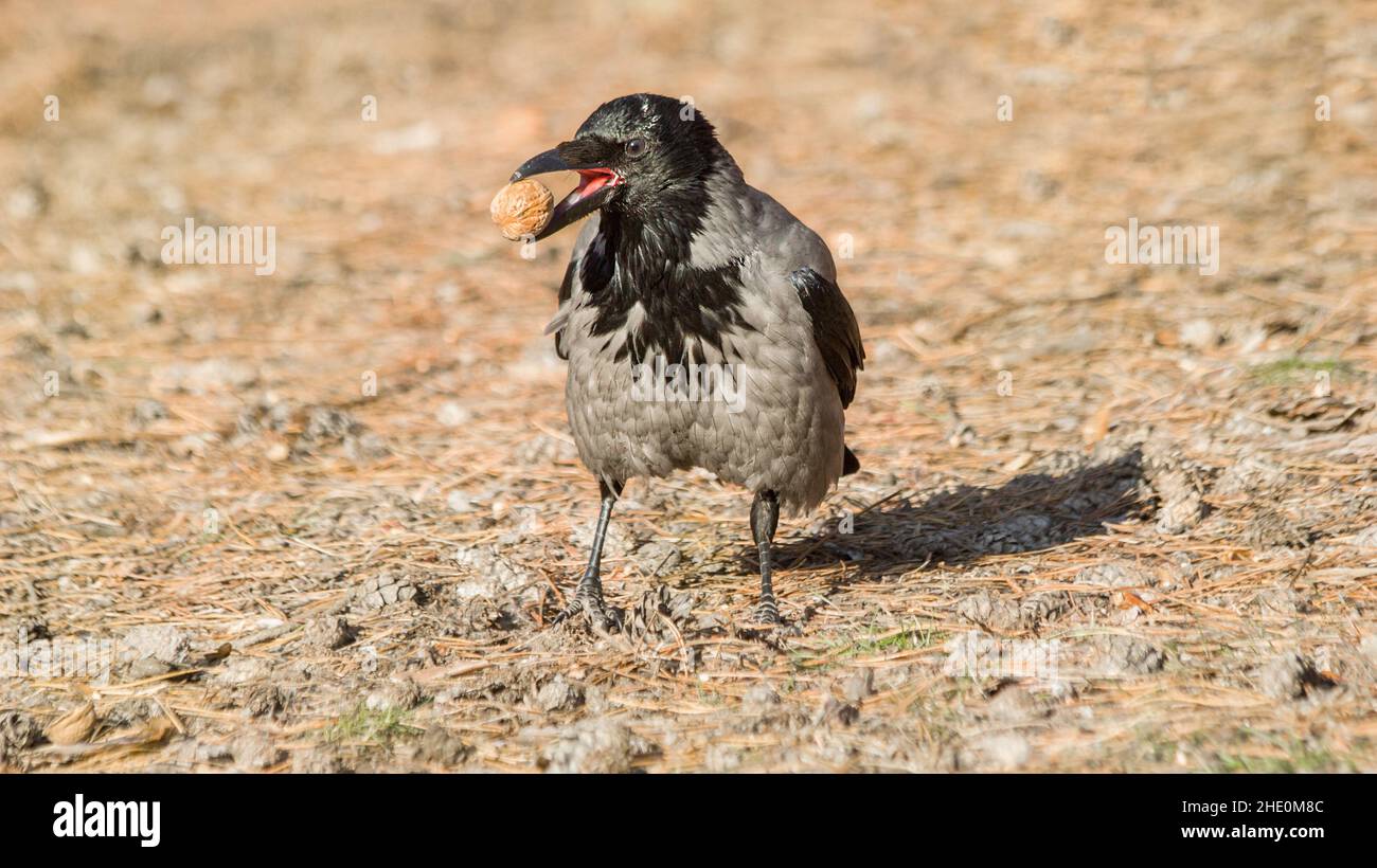 Hooded crow eating seeds at daytime Stock Photo - Alamy